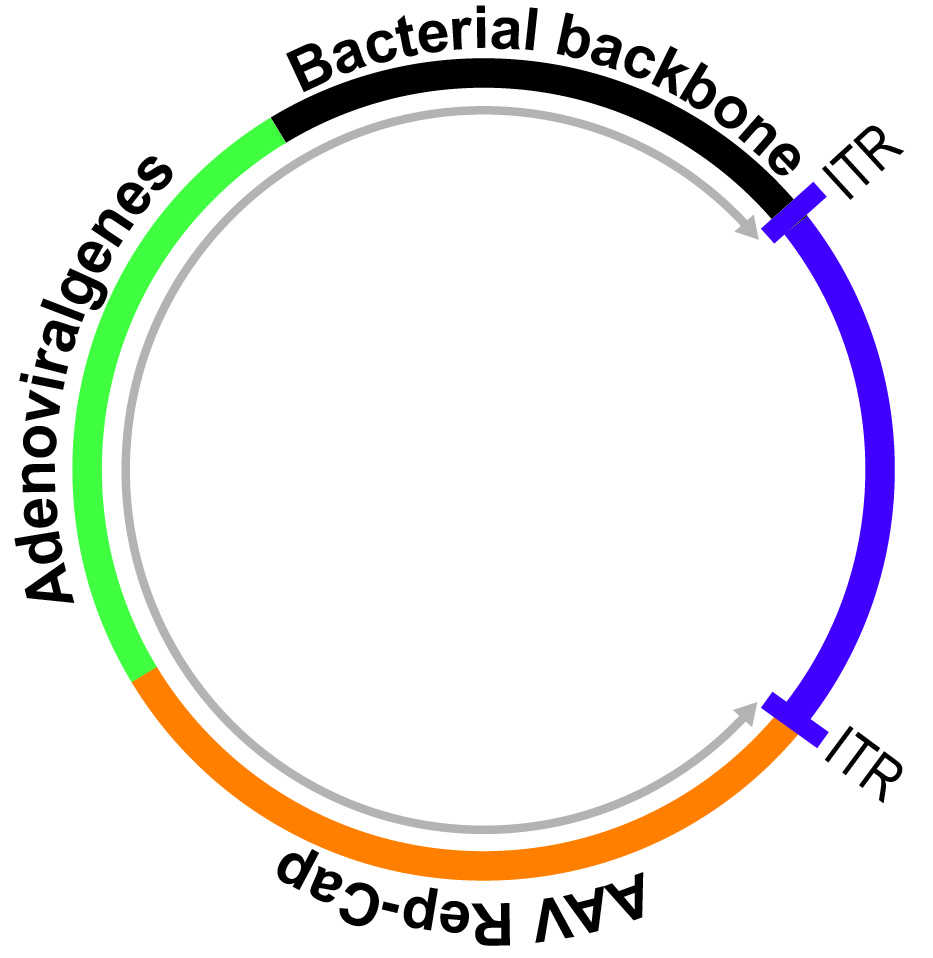 AAV Plasmids - CD Bioparticles