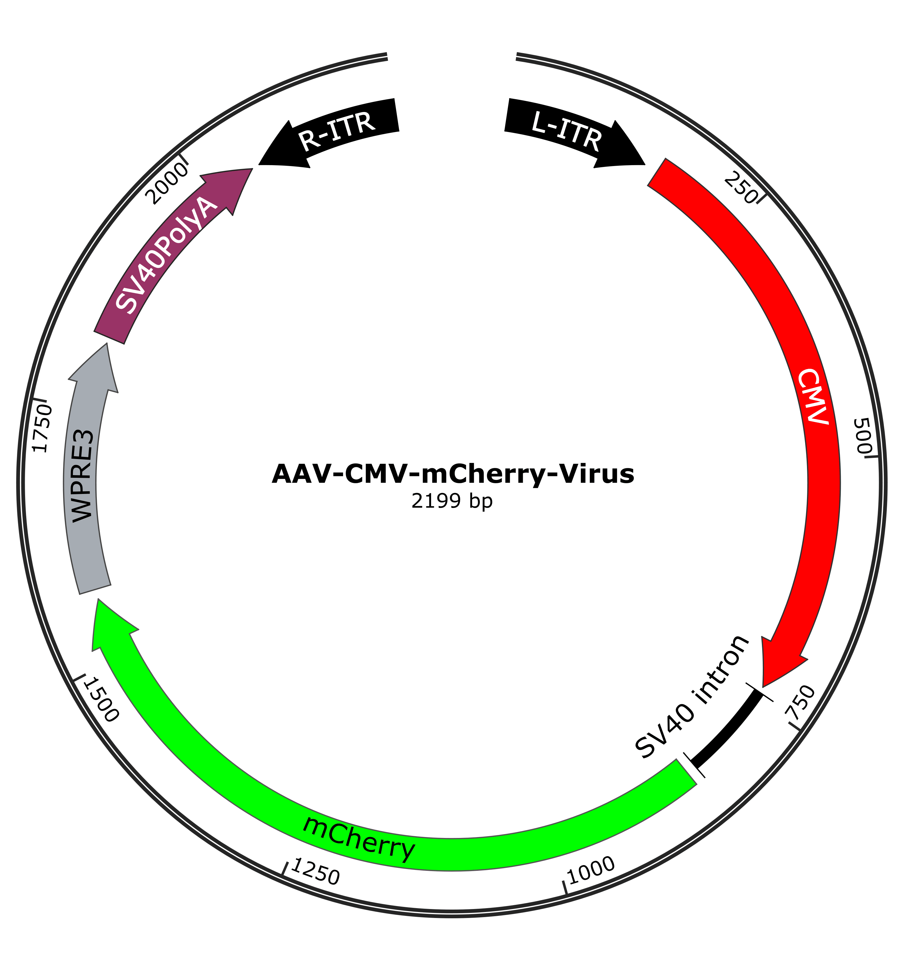 AAV-CMV-mCherry - CD Bioparticles