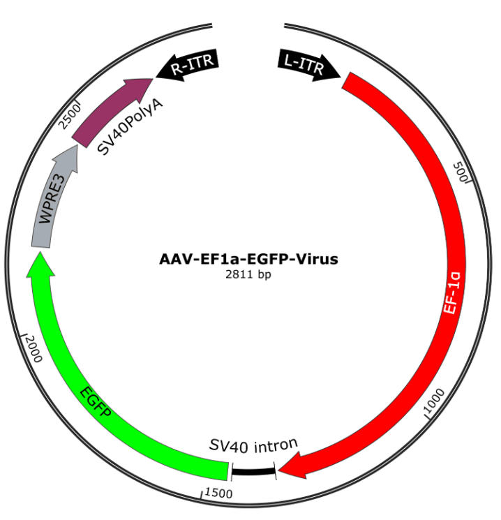 AAV-EF1a-EGFP - CD Bioparticles
