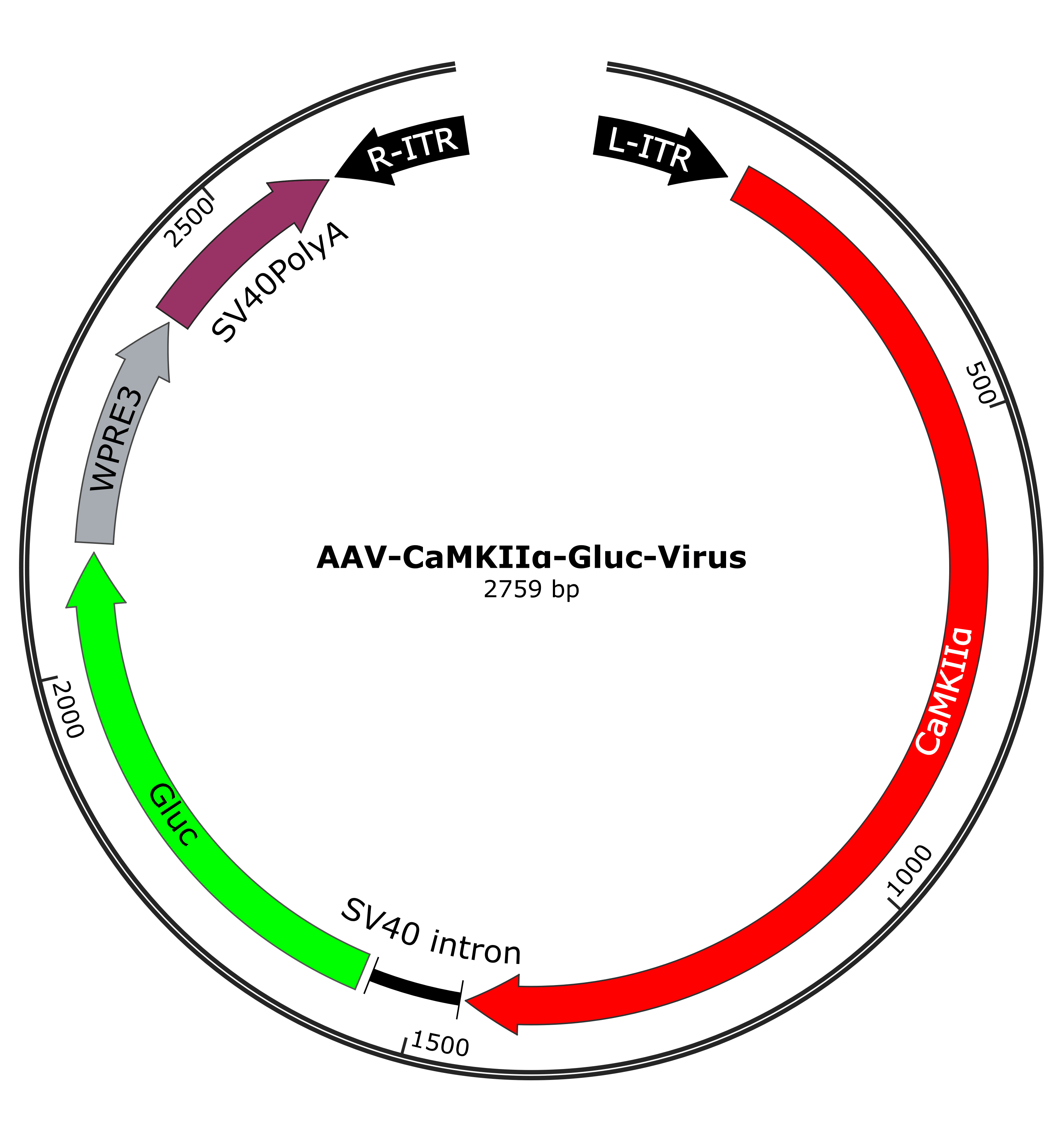 AAV-CaMKIIα-Gluc - CD Bioparticles