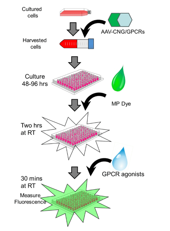 AAV GPCR Assay Kit - CD Bioparticles