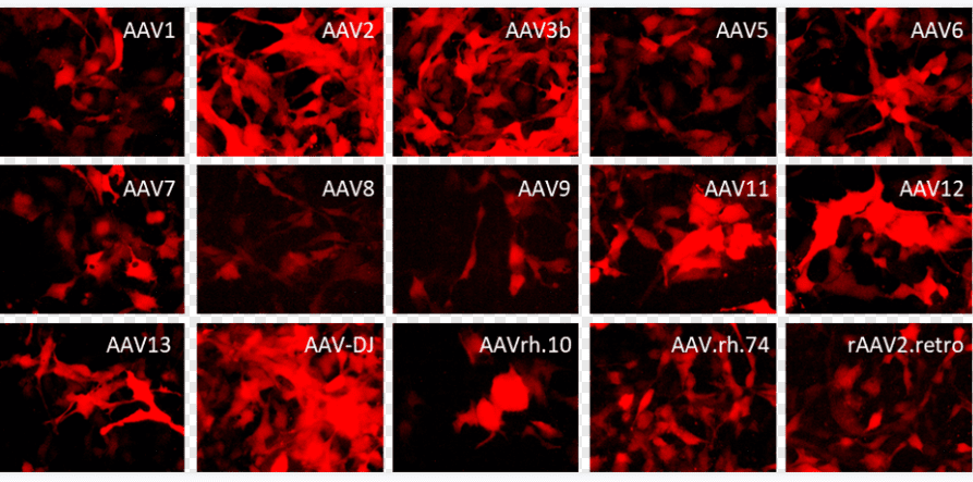 AAV Serotype Testing Kit-CAG-mCherry - CD Bioparticles