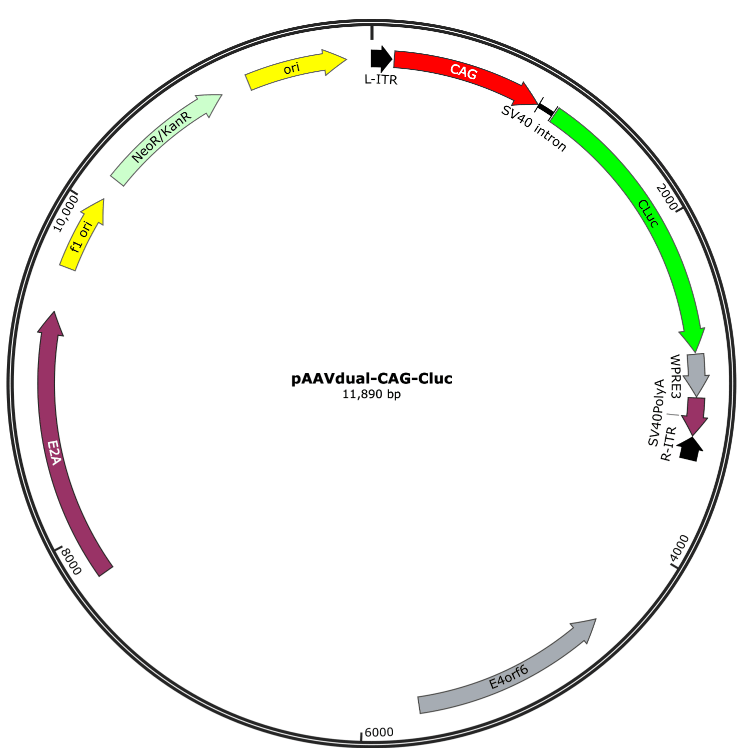 AAV Plasmids - CD Bioparticles
