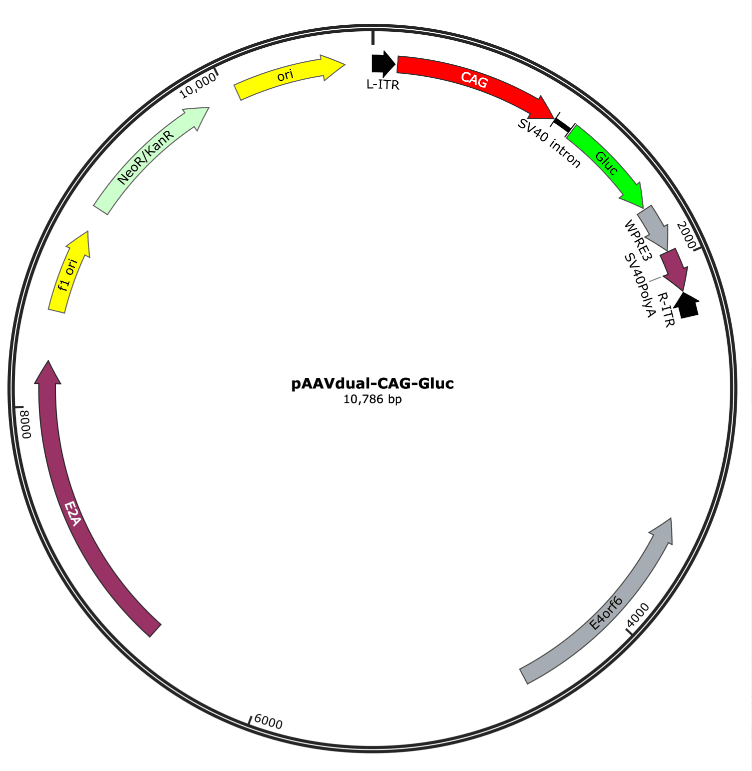 pAAVdual-CAG-Gluc - CD Bioparticles