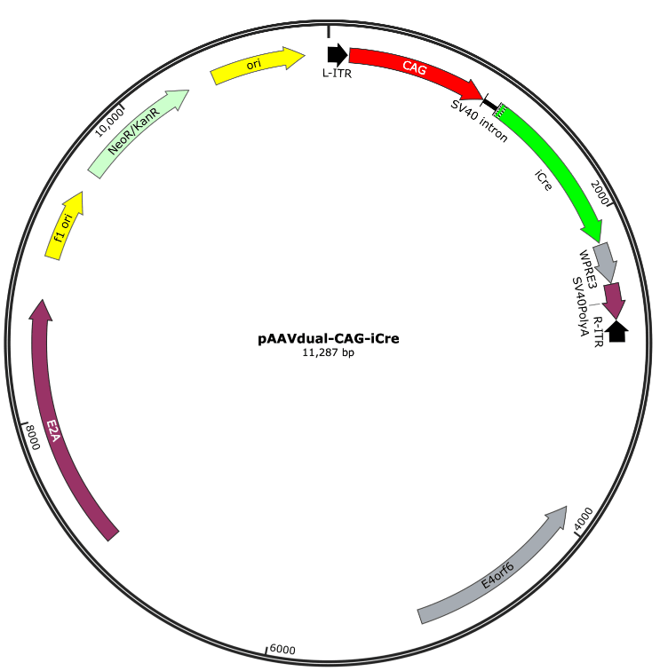 pAAVdual-CAG-iCre - CD Bioparticles