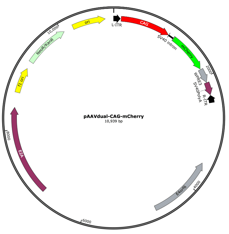 pAAVdual-CAG-mCherry - CD Bioparticles