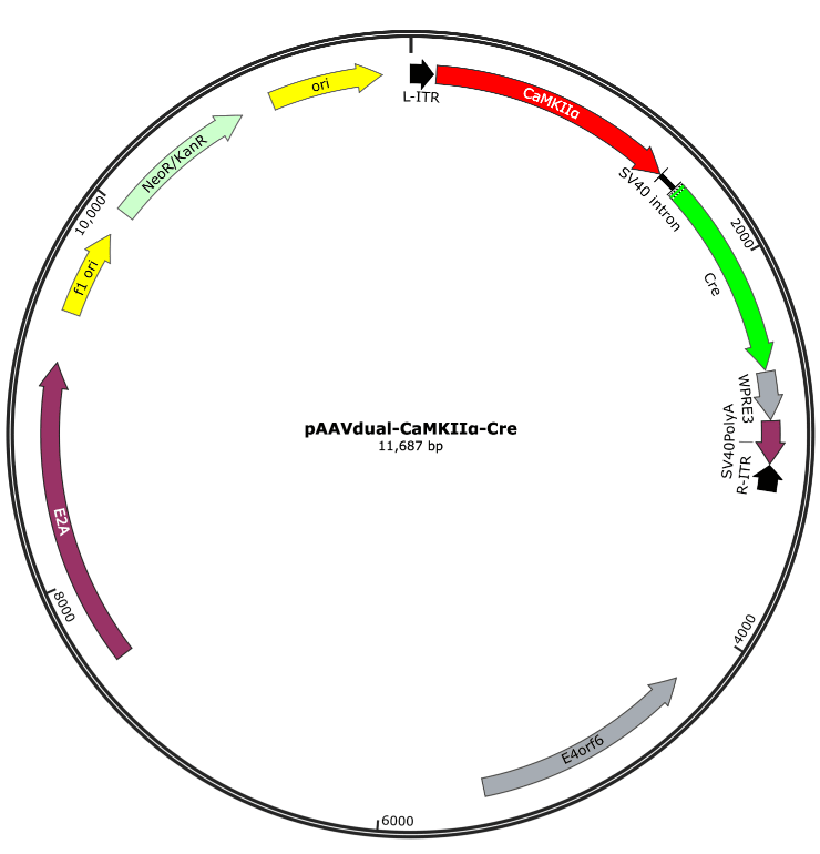 pAAVdual-CaMKIIα-Cre - CD Bioparticles