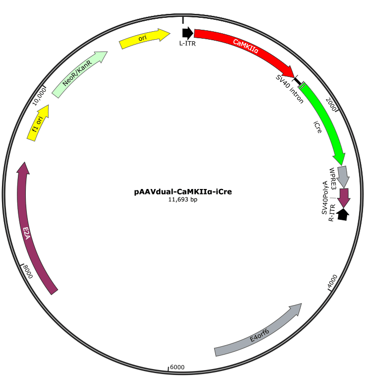 pAAVdual-CaMKIIα-iCre - CD Bioparticles