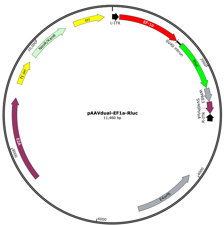 pAAVdual-EF1a-Rluc - CD Bioparticles
