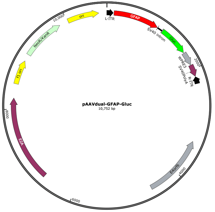 pAAVdual-GFAP-Gluc - CD Bioparticles
