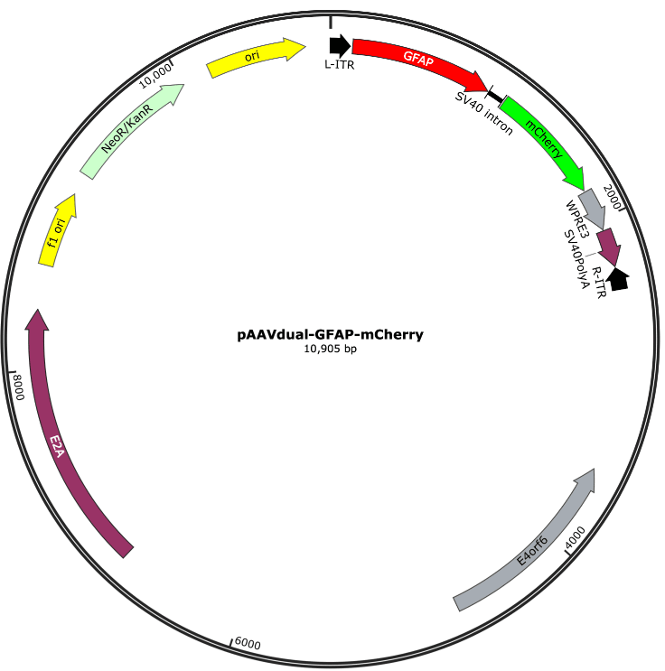 pAAVdual-GFAP-mCherry - CD Bioparticles