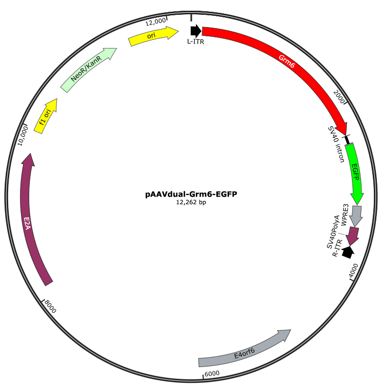 pAAVdual-Grm6-EGFP - CD Bioparticles