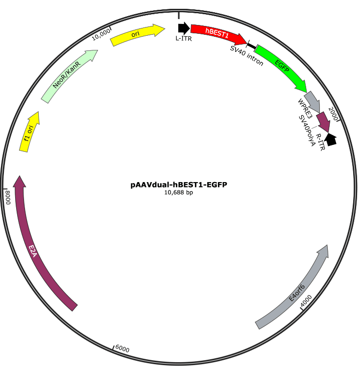 pAAVdual-hBEST1-EGFP - CD Bioparticles