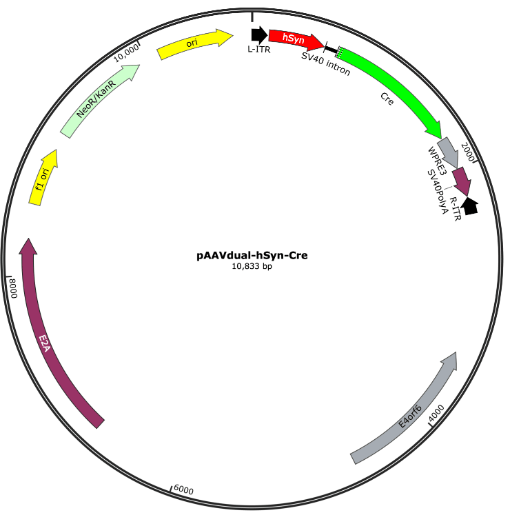 pAAVdual-hSyn-Cre - CD Bioparticles