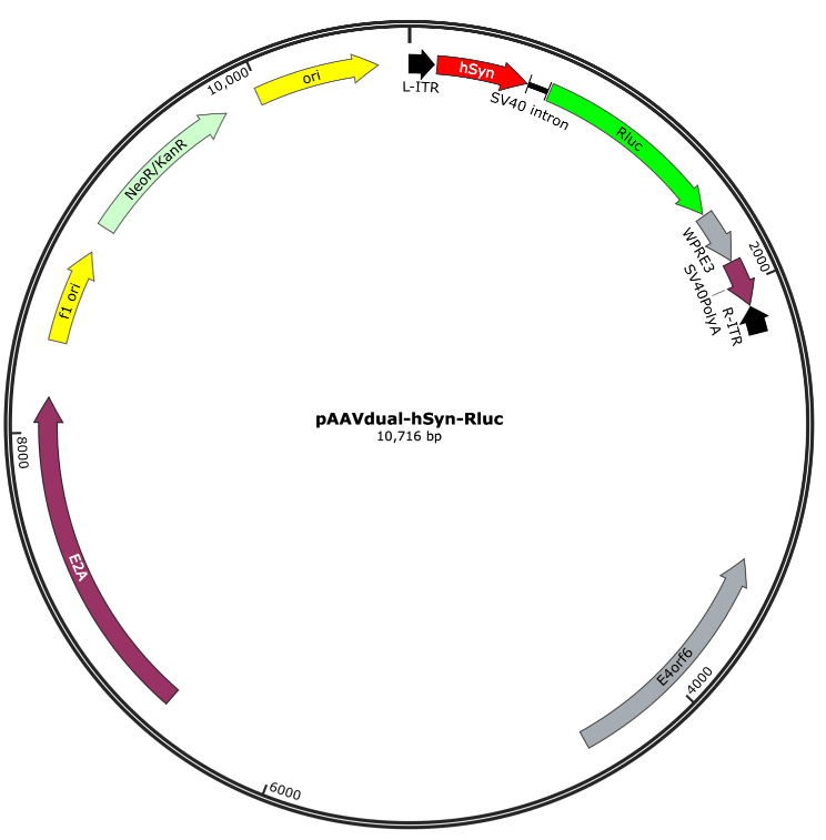 pAAVdual-hSyn-Rluc - CD Bioparticles