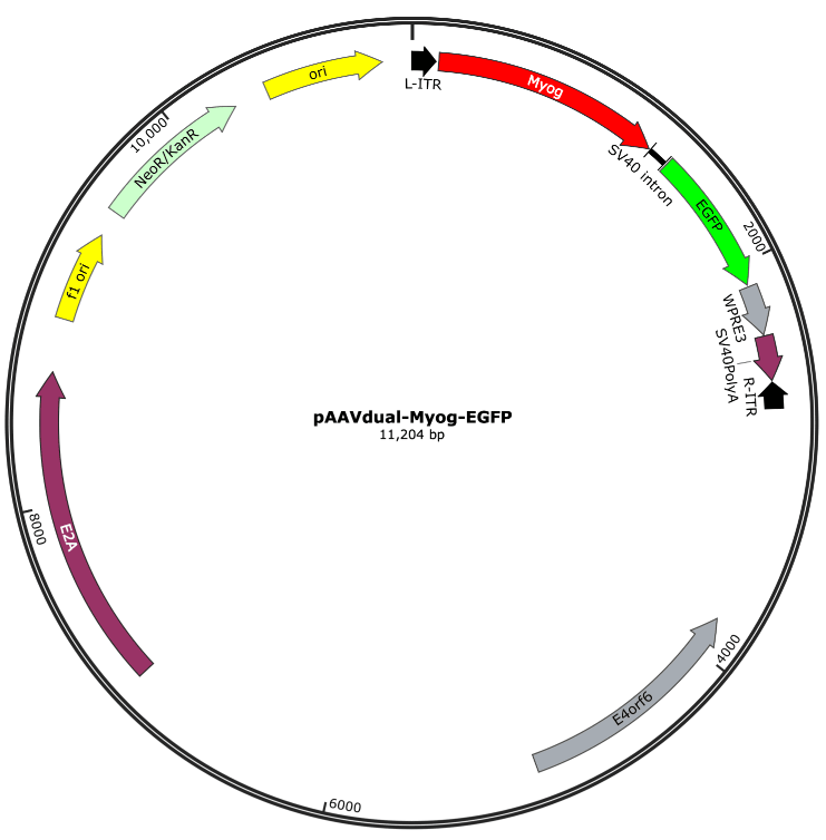 pAAVdual-Myog-EGFP - CD Bioparticles