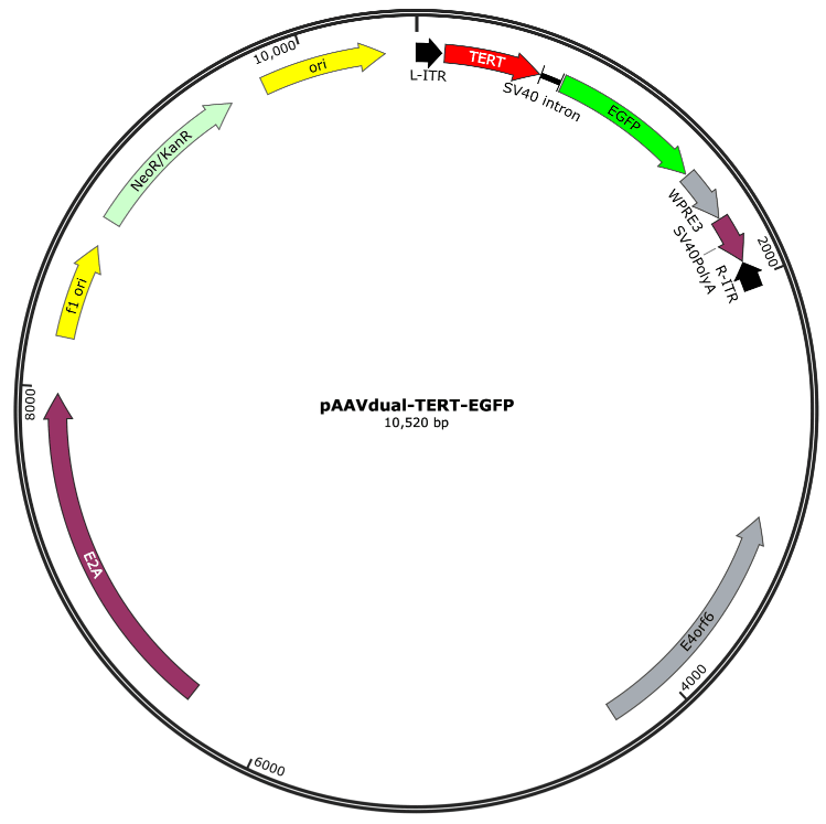 pAAVdual-TERT-EGFP - CD Bioparticles