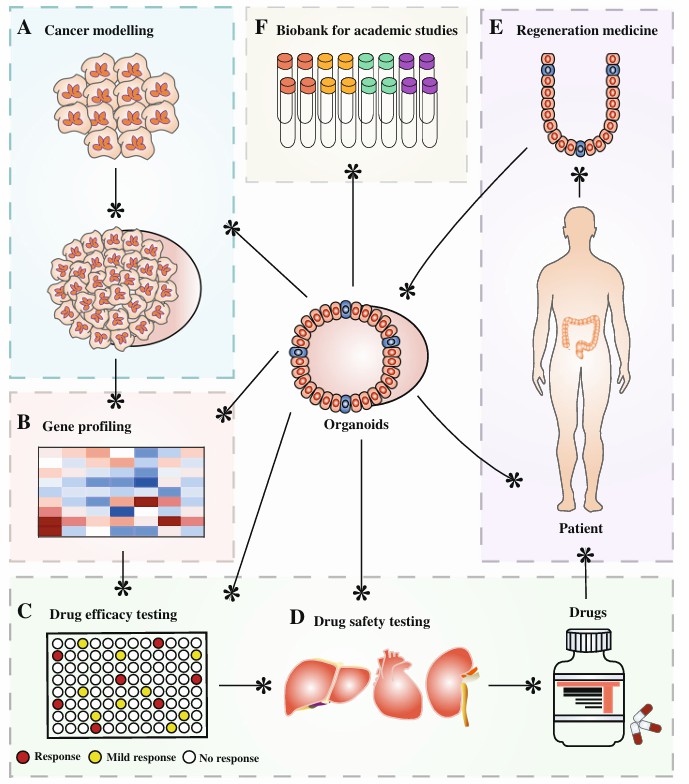 3D Organoid Services - CD Bioparticles