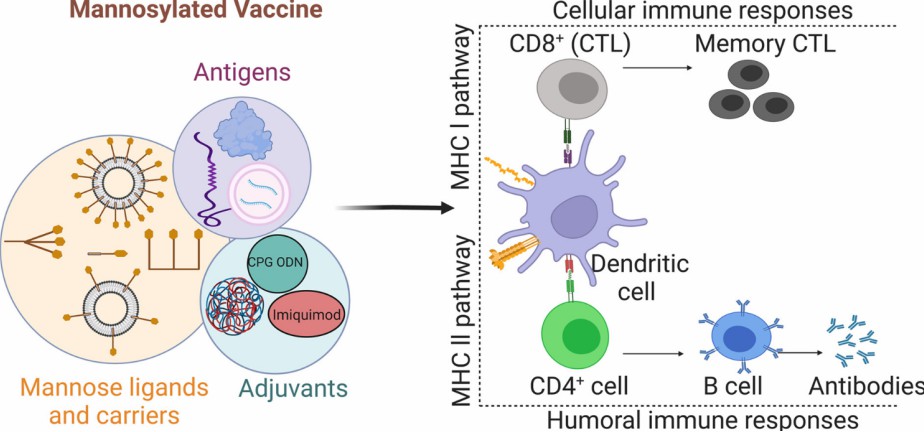 Adjuvant-Targeted Delivery Carrier Optimization and Design Services ...