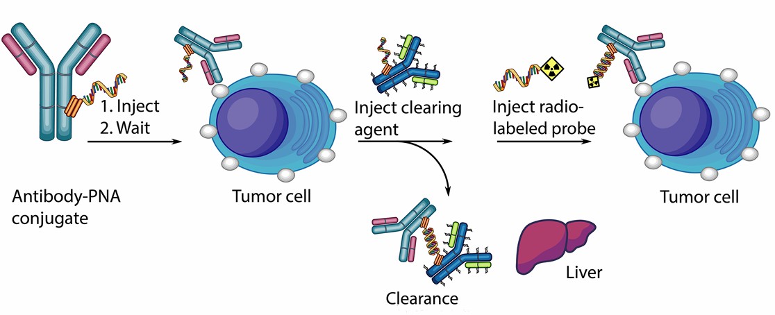 Antibody-PNA Conjugates - CD Bioparticles