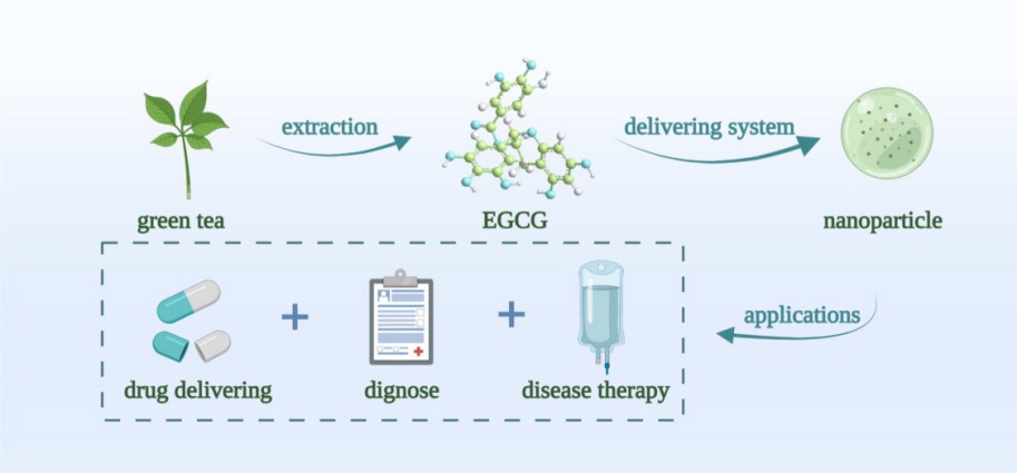 Custom High-Loading EGCG Nanoparticles Development Service - CD ...