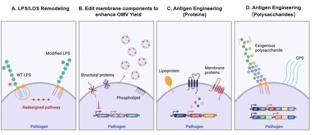 Engineering OMV-Based Bacterial Vaccines Development Services - CD ...