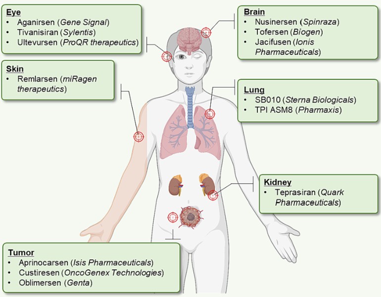 Extrahepatic RNA Delivery Services — Multi-Organ LNP Solutions - CD ...