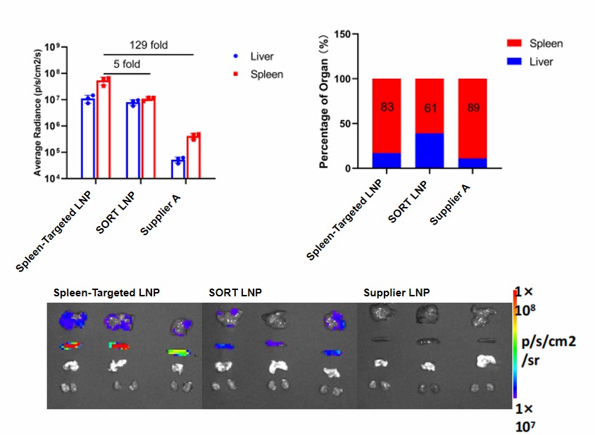 Extrahepatic RNA Delivery Services — Multi-Organ LNP Solutions - CD ...