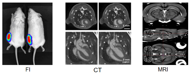 In Vivo Animal Model Construction and Evaluation - CD Bioparticles