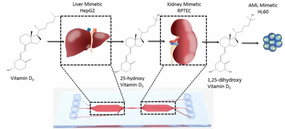 Multi-Organoid Interconnected System Service - CD Bioparticles