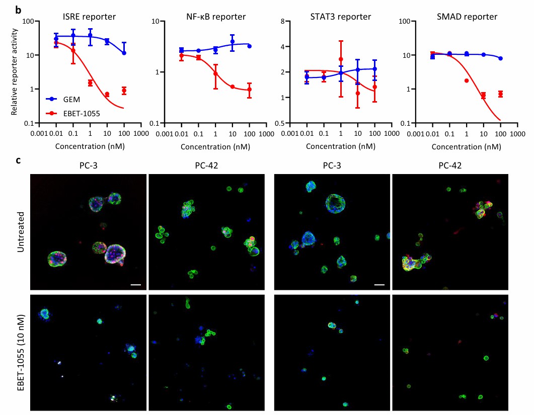 Organoid Drug Sensitivity Testing Service - CD Bioparticles