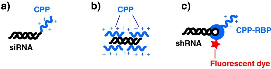 Peptide-siRNA Conjugates - CD Bioparticles