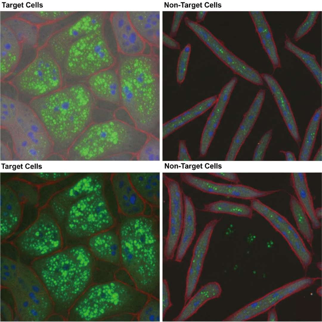 Precision Drug Delivery with Tissue-Targeted Liposomes - CD Bioparticles
