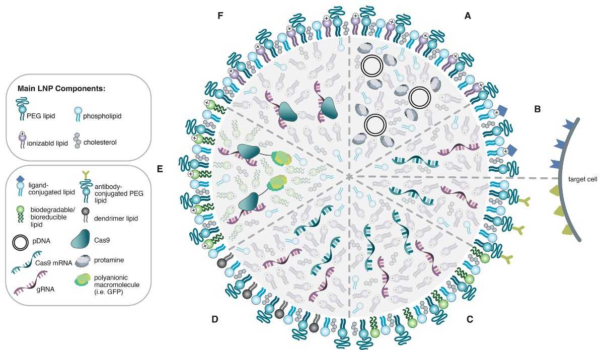 Precision Gene Editing Delivery Platform — mRNA, sgRNA & Editor ...