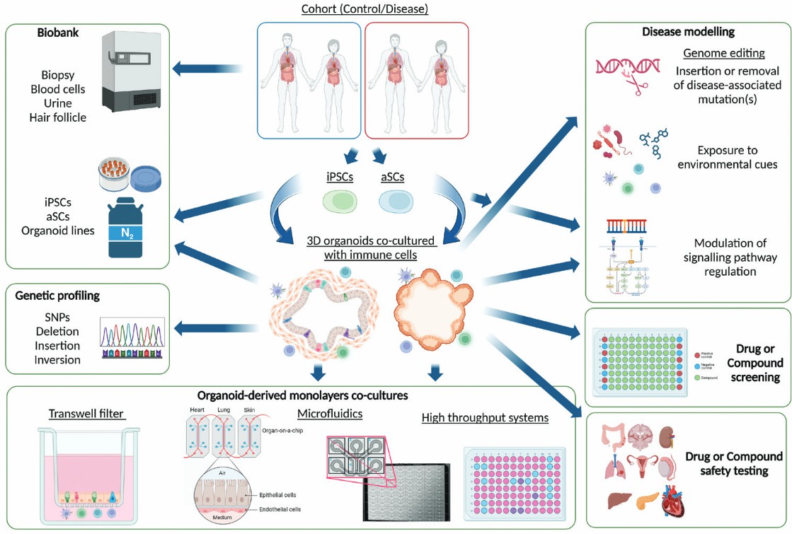 Tumor Organoid & Immune Cell Co-culture Service - CD Bioparticles